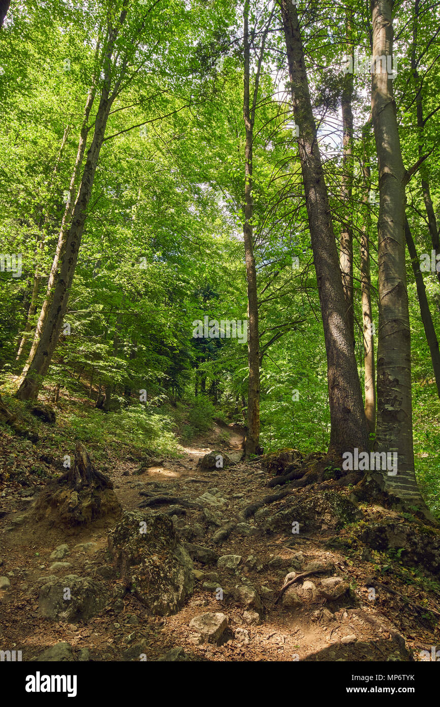Summer woodland path earth track hi-res stock photography and images ...