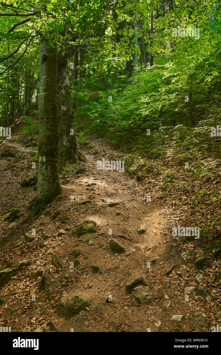 Deciduous forest with big trees and a hiking trail Stock Photo - Alamy