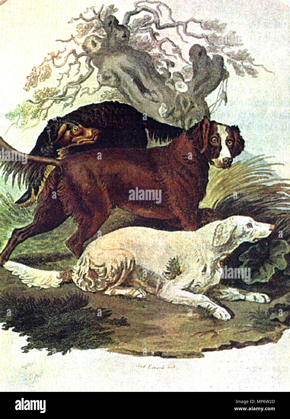 . English: Three major types of setters. 1800. Sydenham Edwards 1113 ...