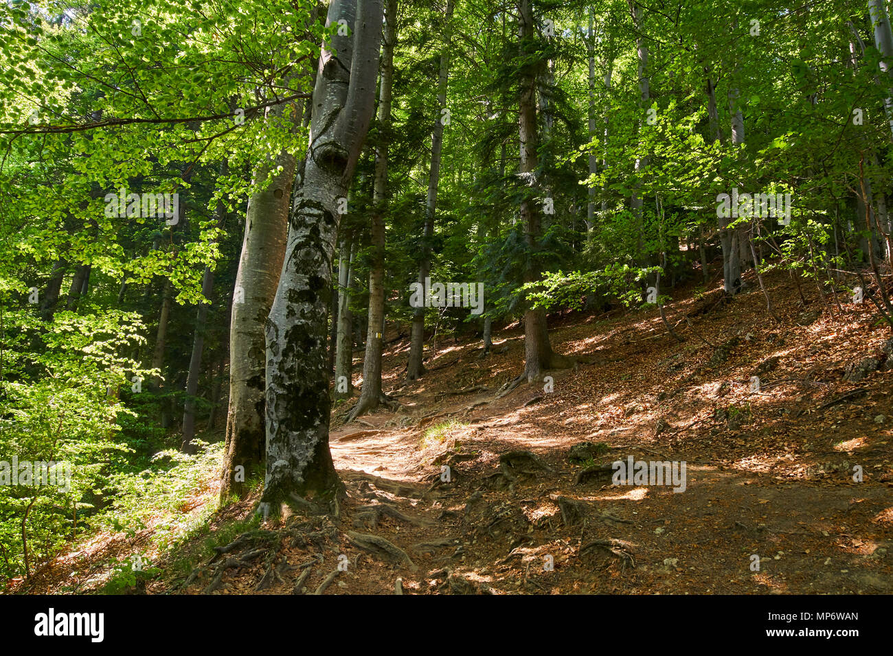 Deciduous forest with big trees and a hiking trail Stock Photo - Alamy