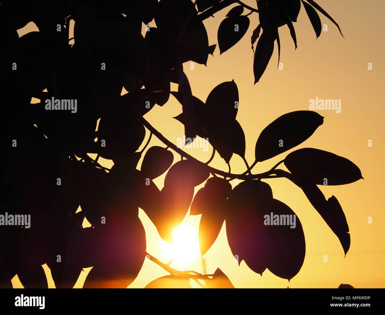 Sun through leaves hi-res stock photography and images - Alamy