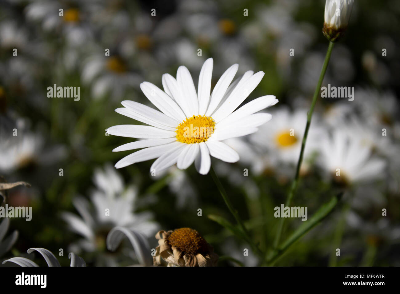 big white daisy on green grass macro Stock Photo - Alamy