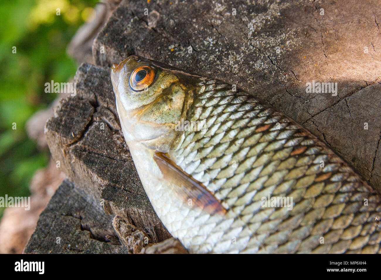 Close up view of single freshwater common rudd fish known as Scardinius ...