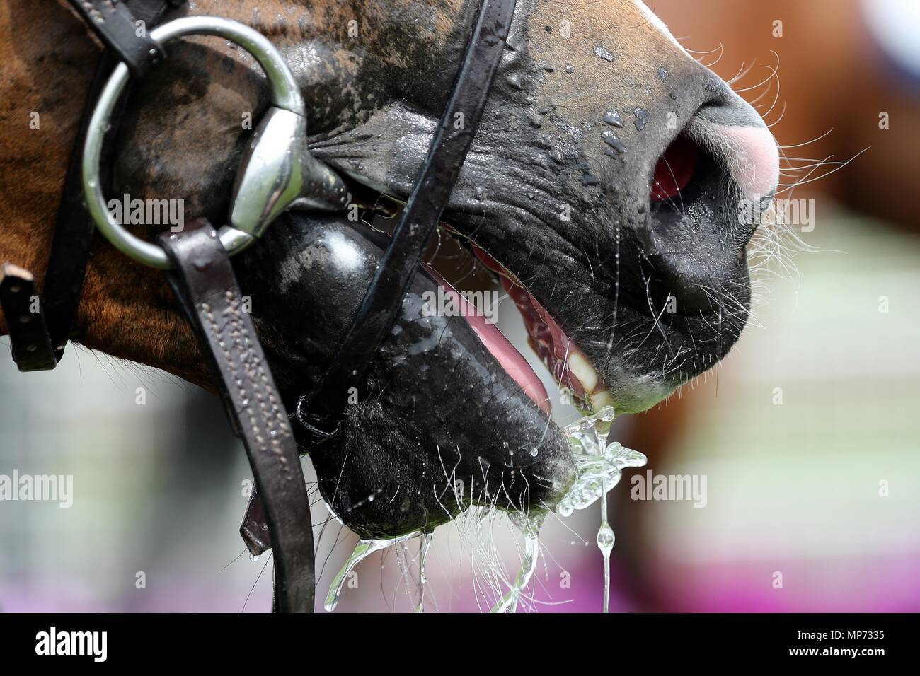 Racehorse Bit & Bridle Dante Festival 2018, York Racecourse Dante ...