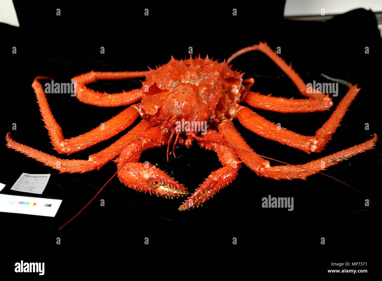 Cold seep deep ocean hi-res stock photography and images - Alamy