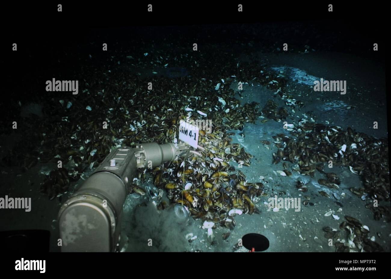 Sea floor taken by a submersible hi-res stock photography and images ...