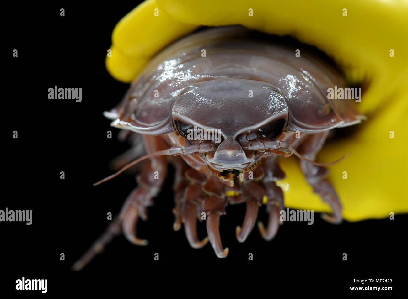 Cold seep deep ocean hi-res stock photography and images - Alamy