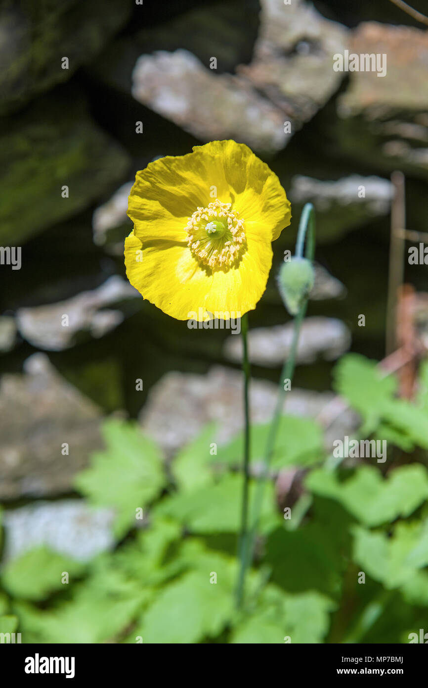 Welsh lake district hi-res stock photography and images - Alamy