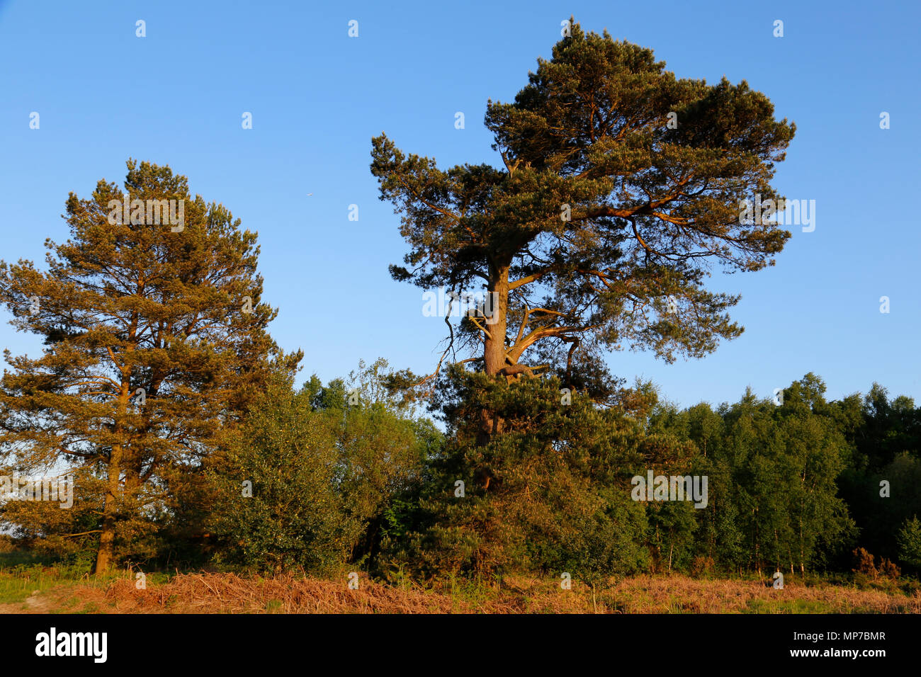 Tree shadow with sun hi-res stock photography and images - Alamy