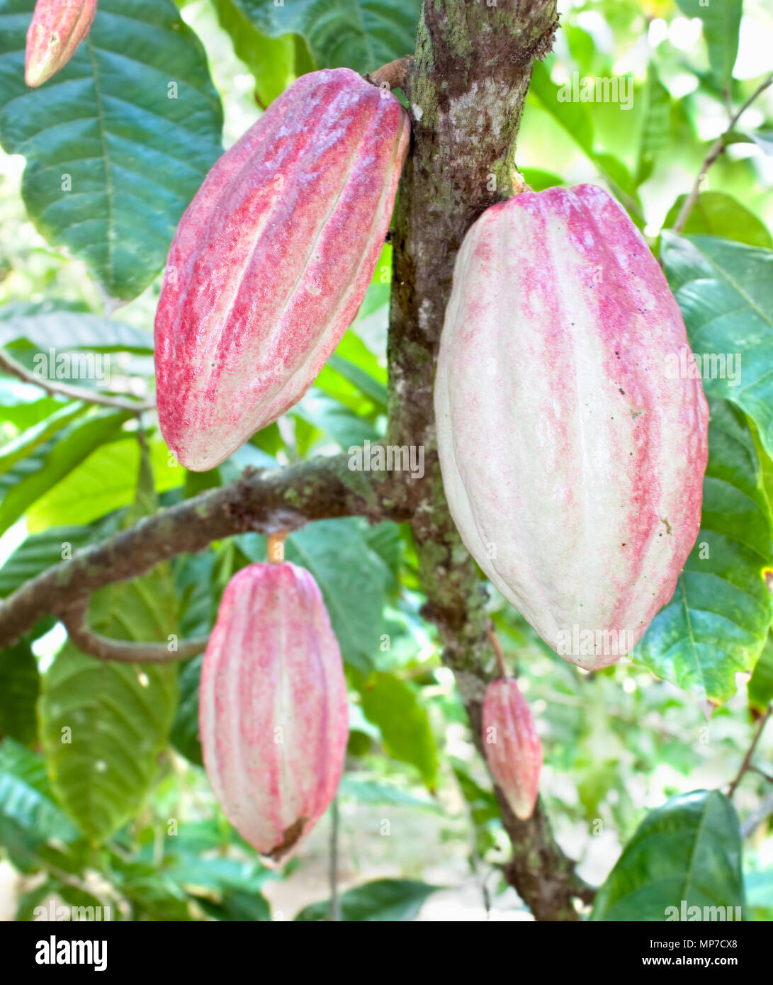 Cocoa On Tree Trunk High Resolution Stock Photography and Images - Alamy