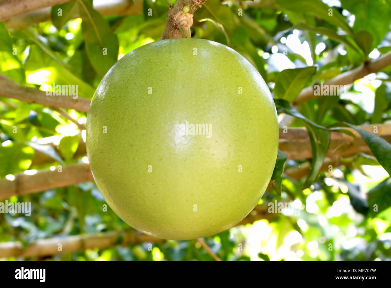 Maracuja - Passion Fruit hanging on the tree, Cuba Stock Photo - Alamy