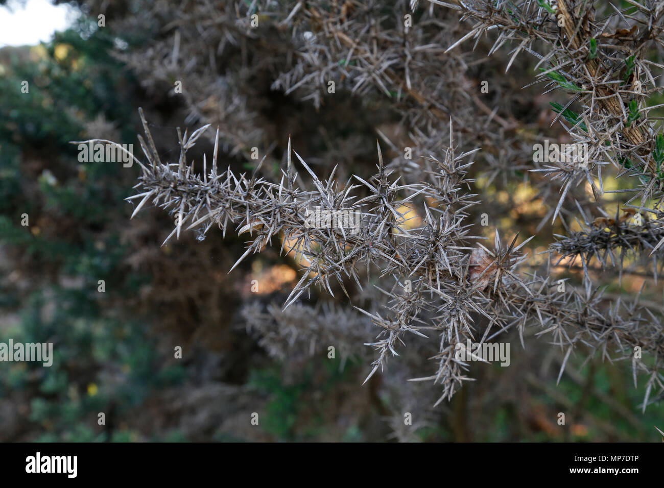 dead gorse bush thorns closeup Stock Photo - Alamy