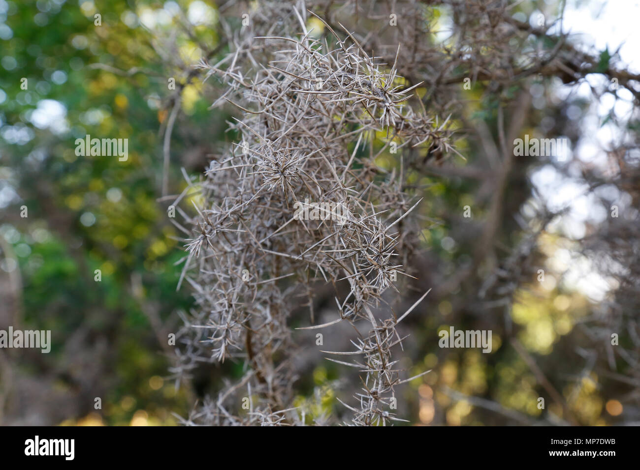 Trees with thorns hi-res stock photography and images - Alamy