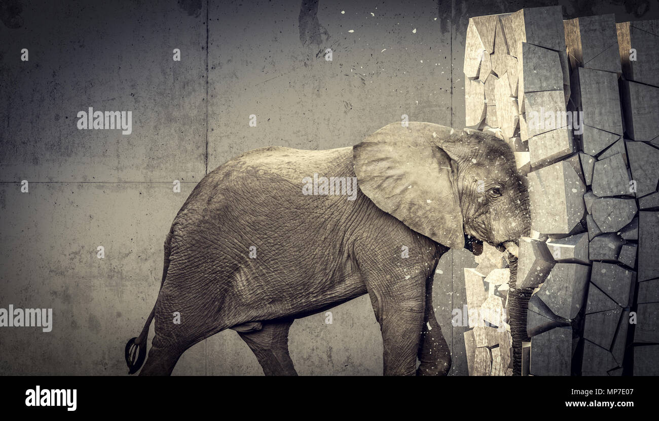 african elephant destroy concrete wall Stock Photo - Alamy