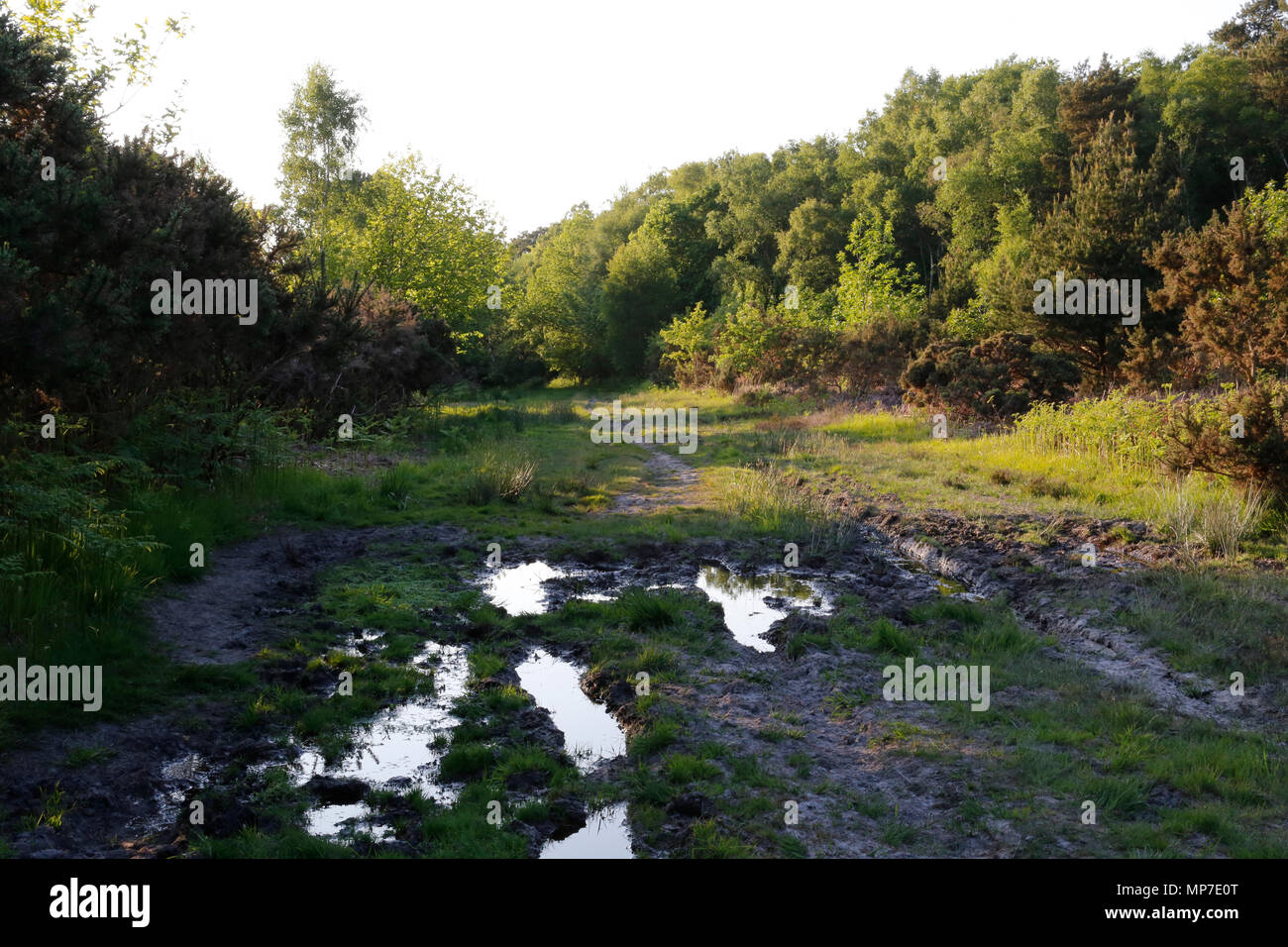 Muddy puddle track in hi-res stock photography and images - Alamy