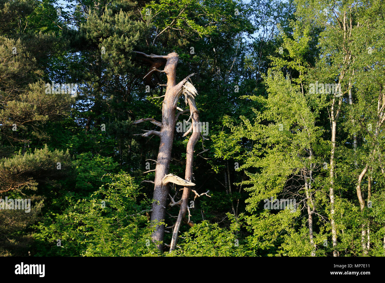 Drain tree hi-res stock photography and images - Alamy