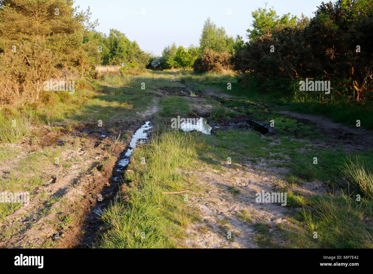 Mud puddle in woods hi-res stock photography and images - Alamy