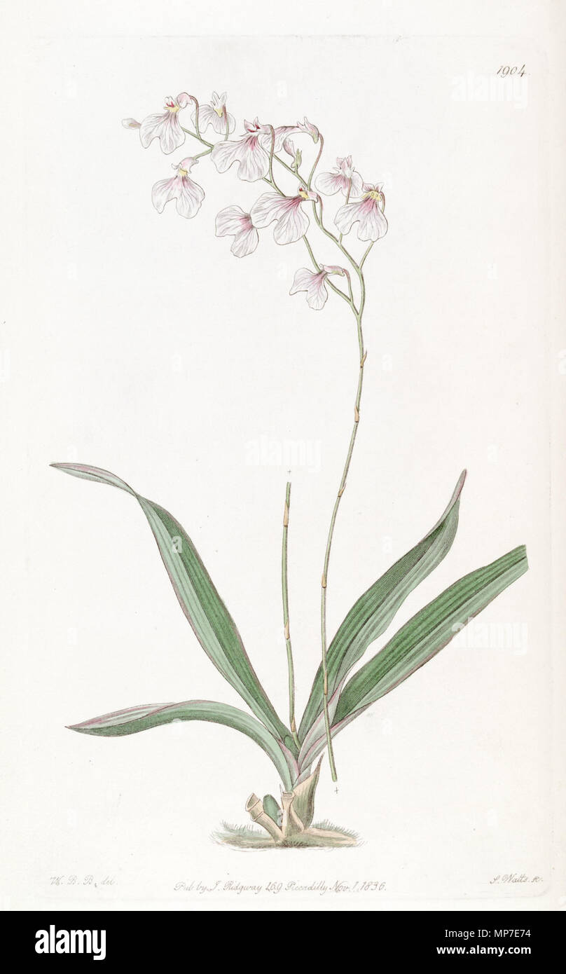 Ionopsis utricularioides hi-res stock photography and images - Alamy