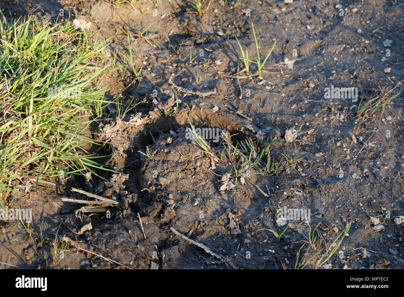 Shoe Print Mud High Resolution Stock Photography and Images - Alamy