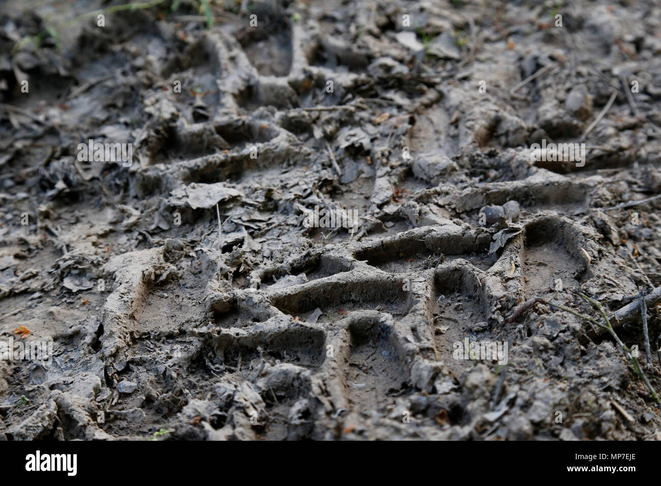 Vehicle tyre tracks in dried mud Stock Photo - Alamy