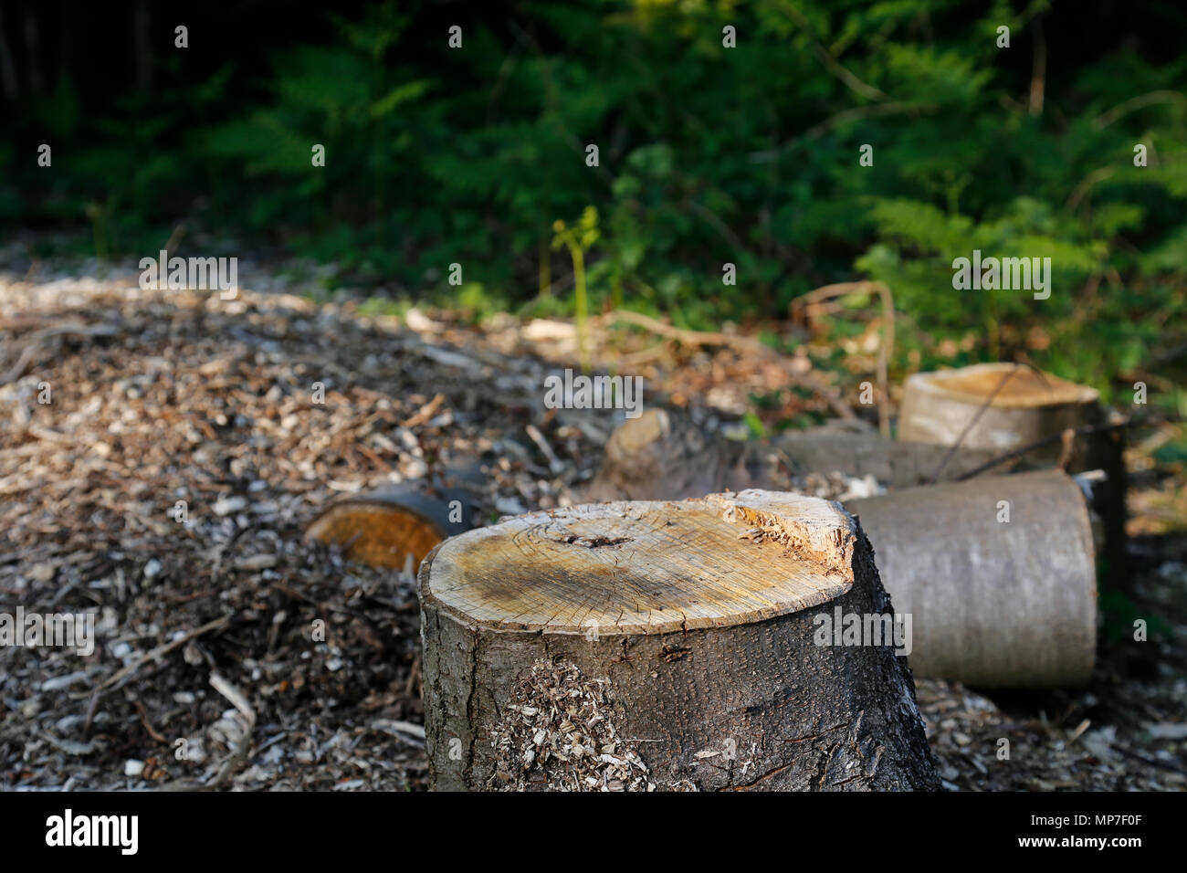 Chopped tree trunk hi-res stock photography and images - Alamy