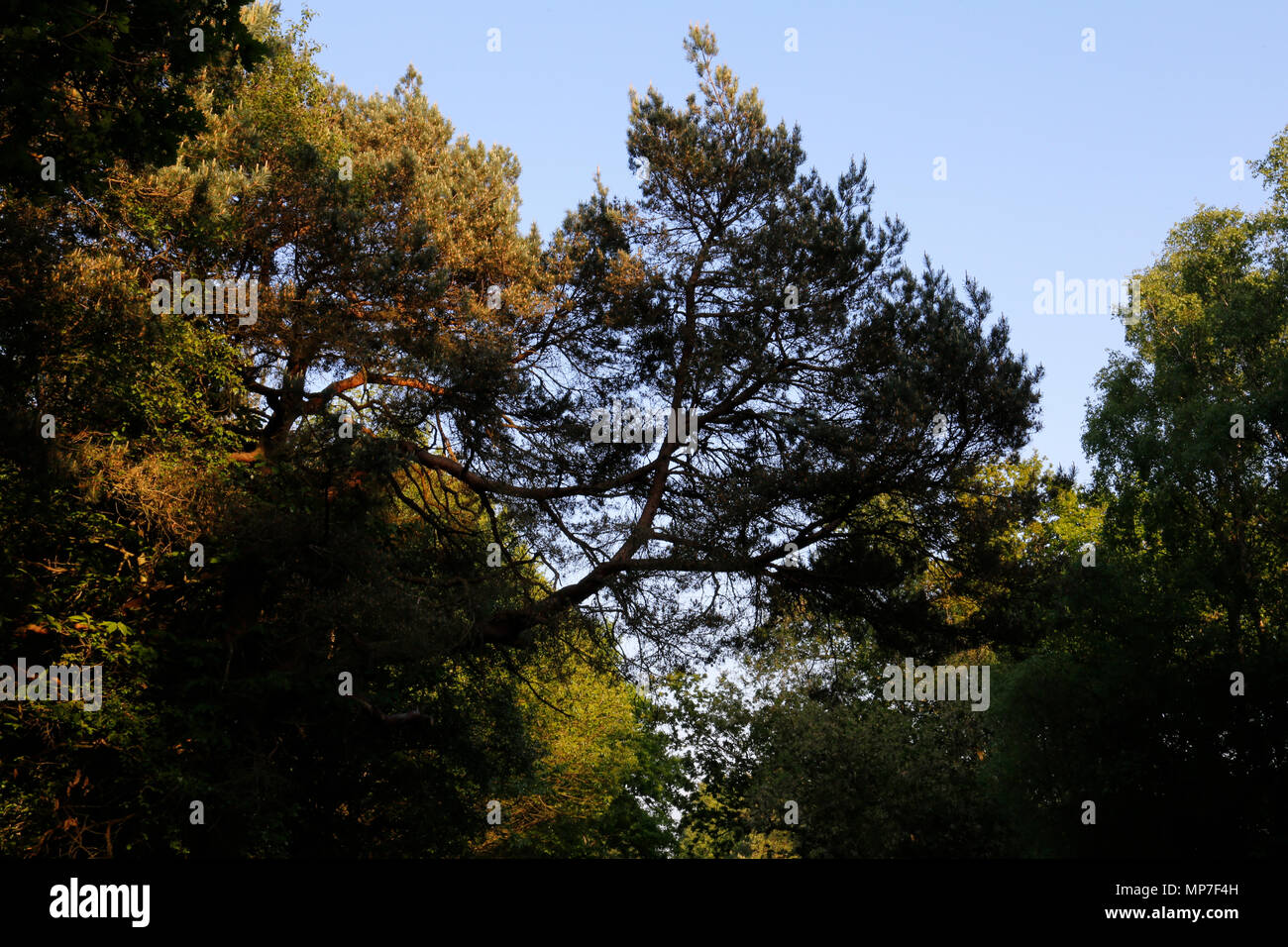 Tree in sunshine Stock Photo - Alamy