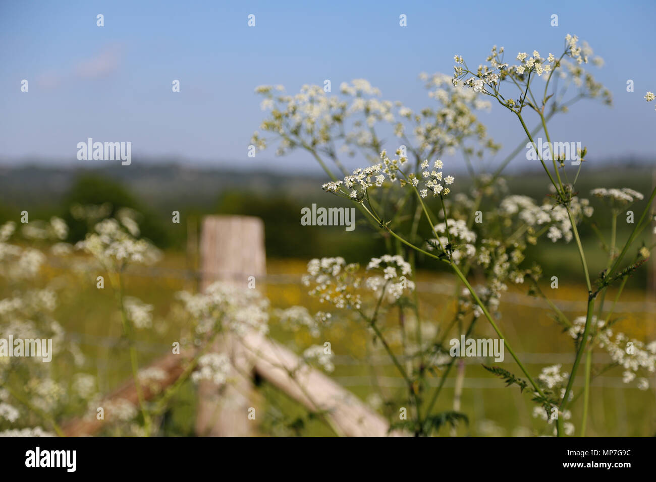 Fence post flowers hi-res stock photography and images - Alamy
