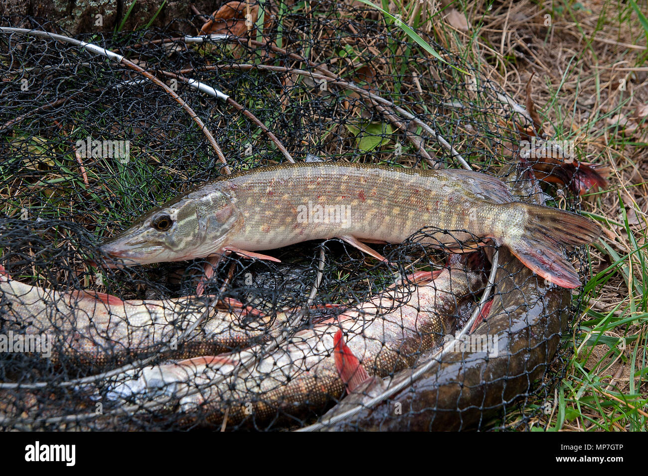 Freshwater Northern pike fish know as Esox Lucius lying on landing net ...