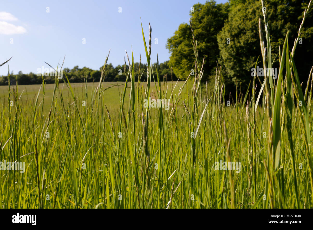 Field of tall grass in sunshine Stock Photo - Alamy