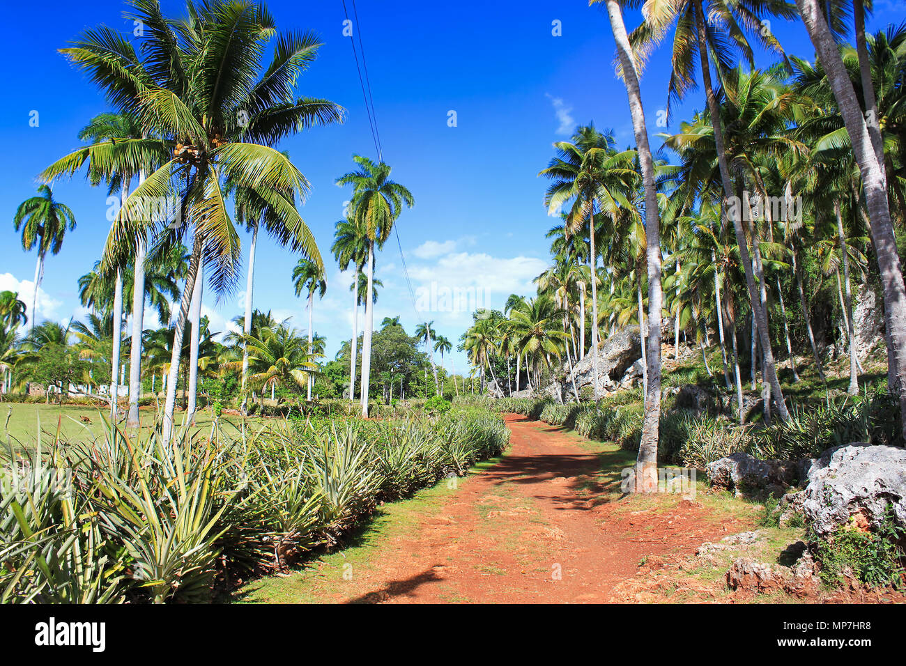 Green palm forest, beautiful landscape in Baracoa, Cuba Stock Photo - Alamy