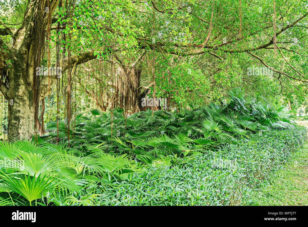 Amazing Banyan Tree branches. City park. Shenzhen. China Stock Photo ...