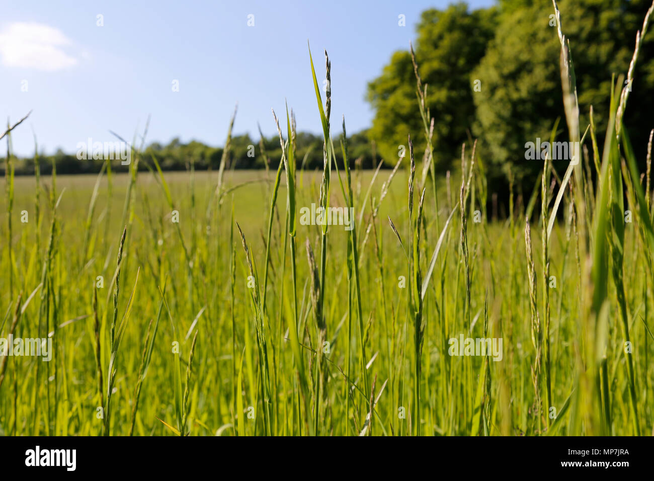 Tall grass field with leaves hi-res stock photography and images - Alamy