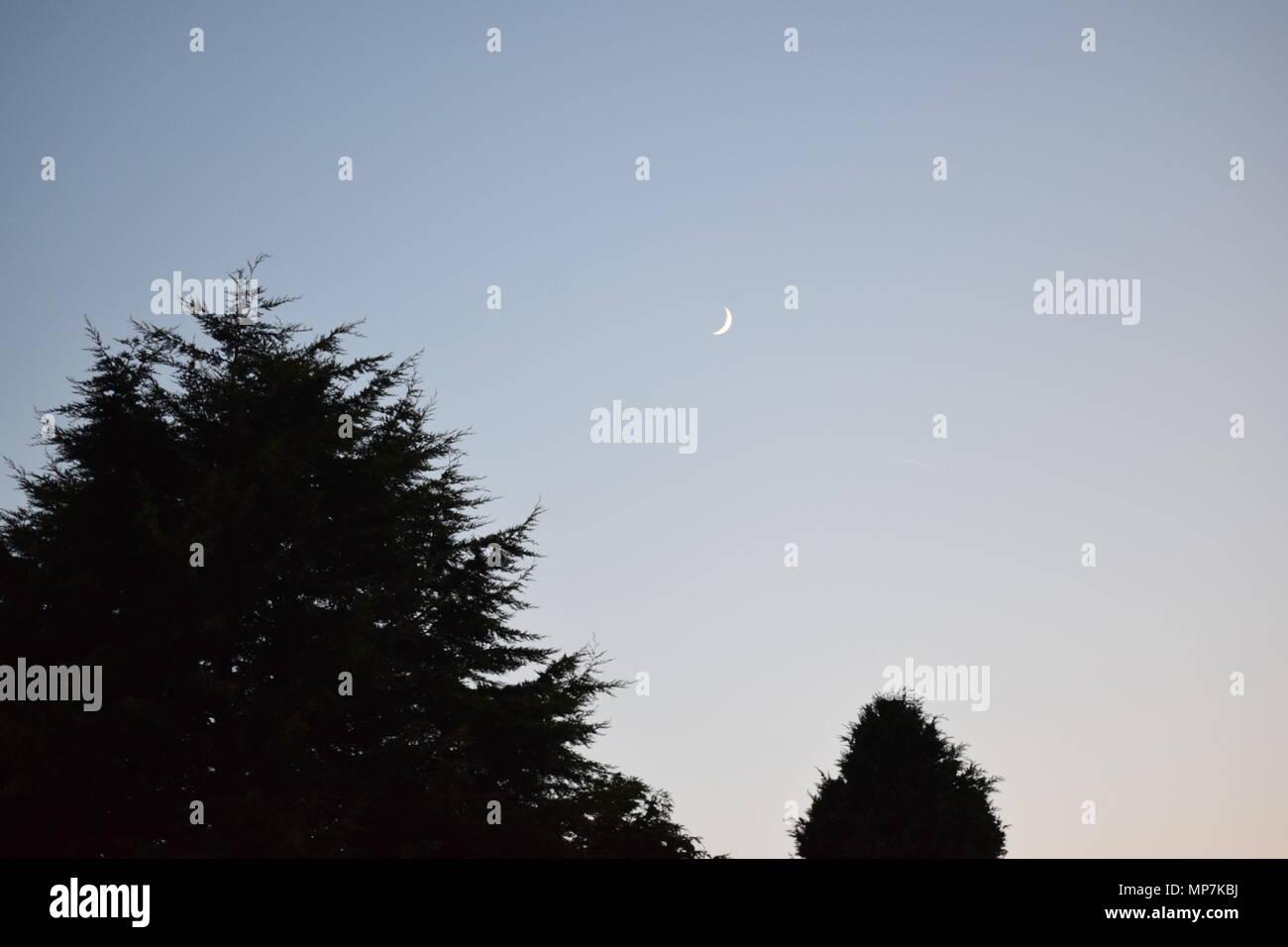 Crescent moon trees hi-res stock photography and images - Alamy