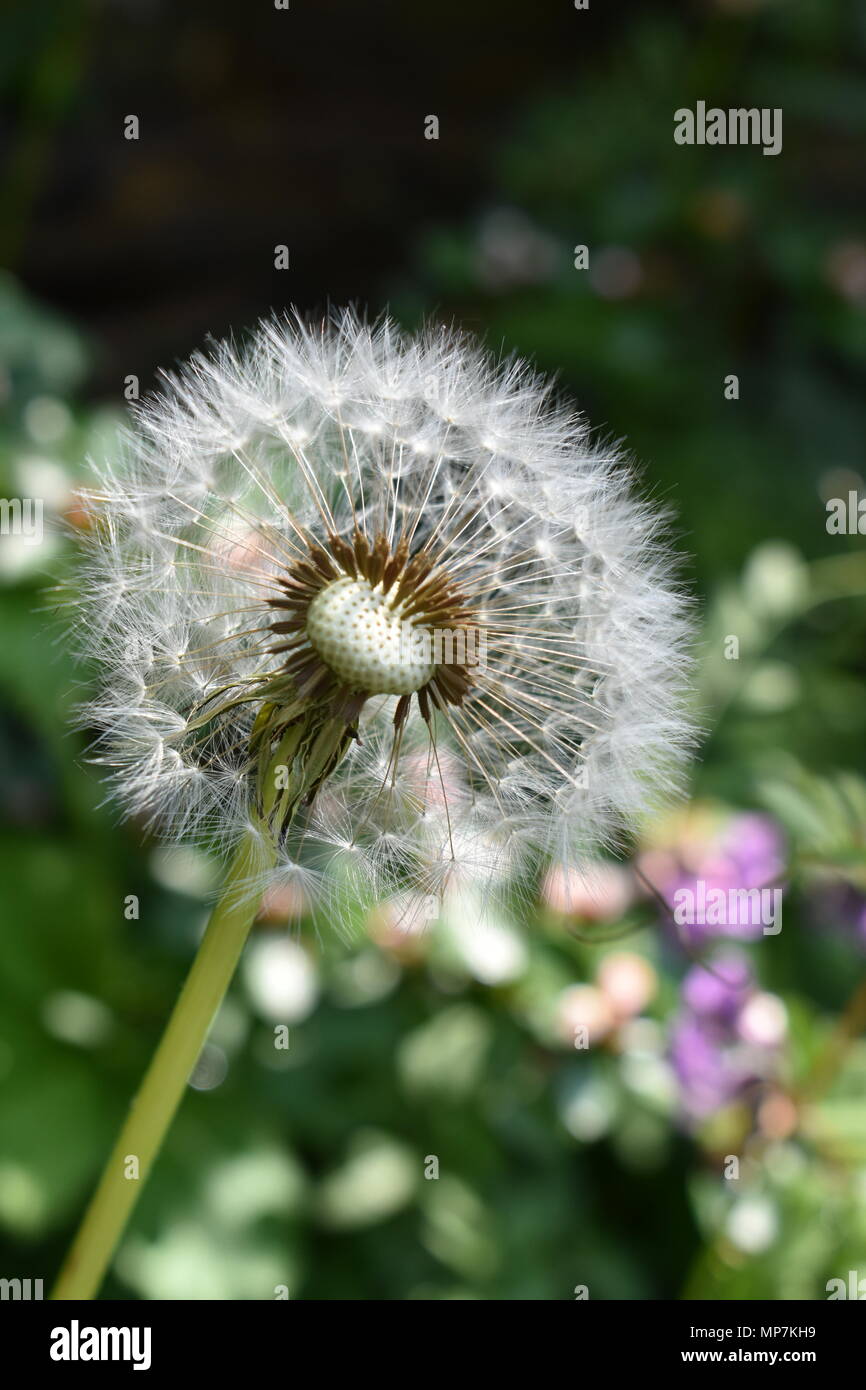 Dandelion clock stock hi-res stock photography and images - Alamy