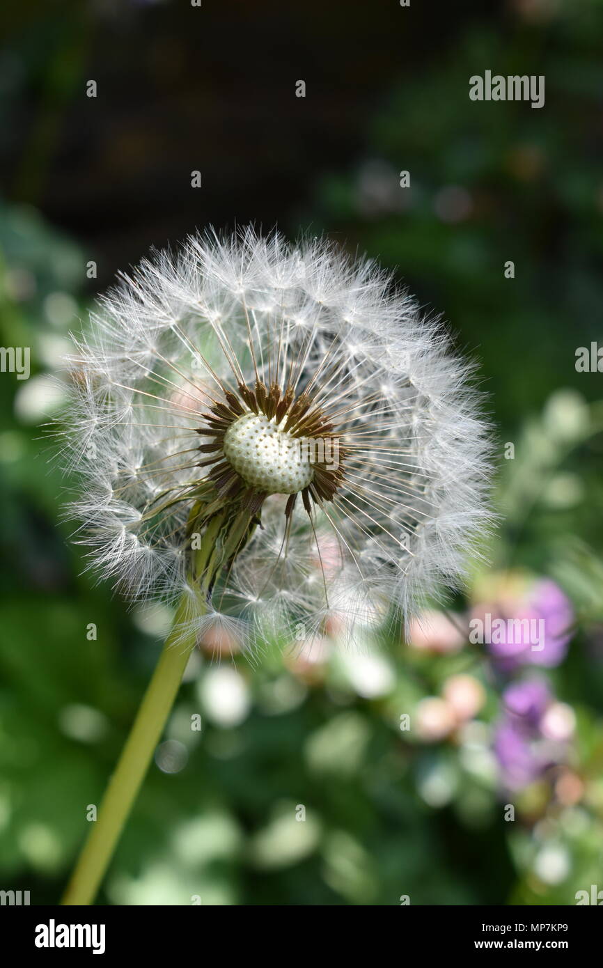 Dandelion clock stock hi-res stock photography and images - Alamy
