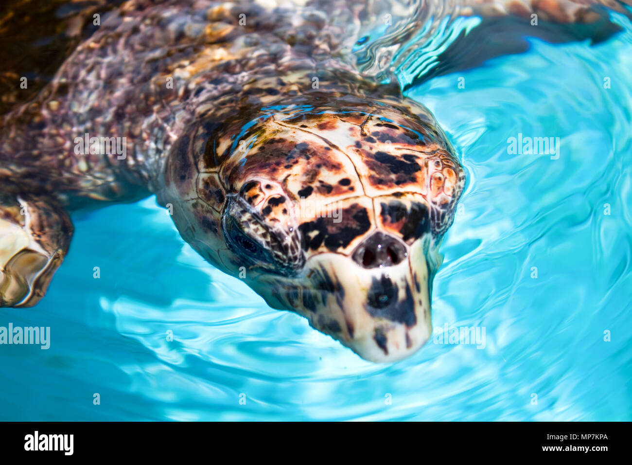 Cuba turtle hi-res stock photography and images - Alamy