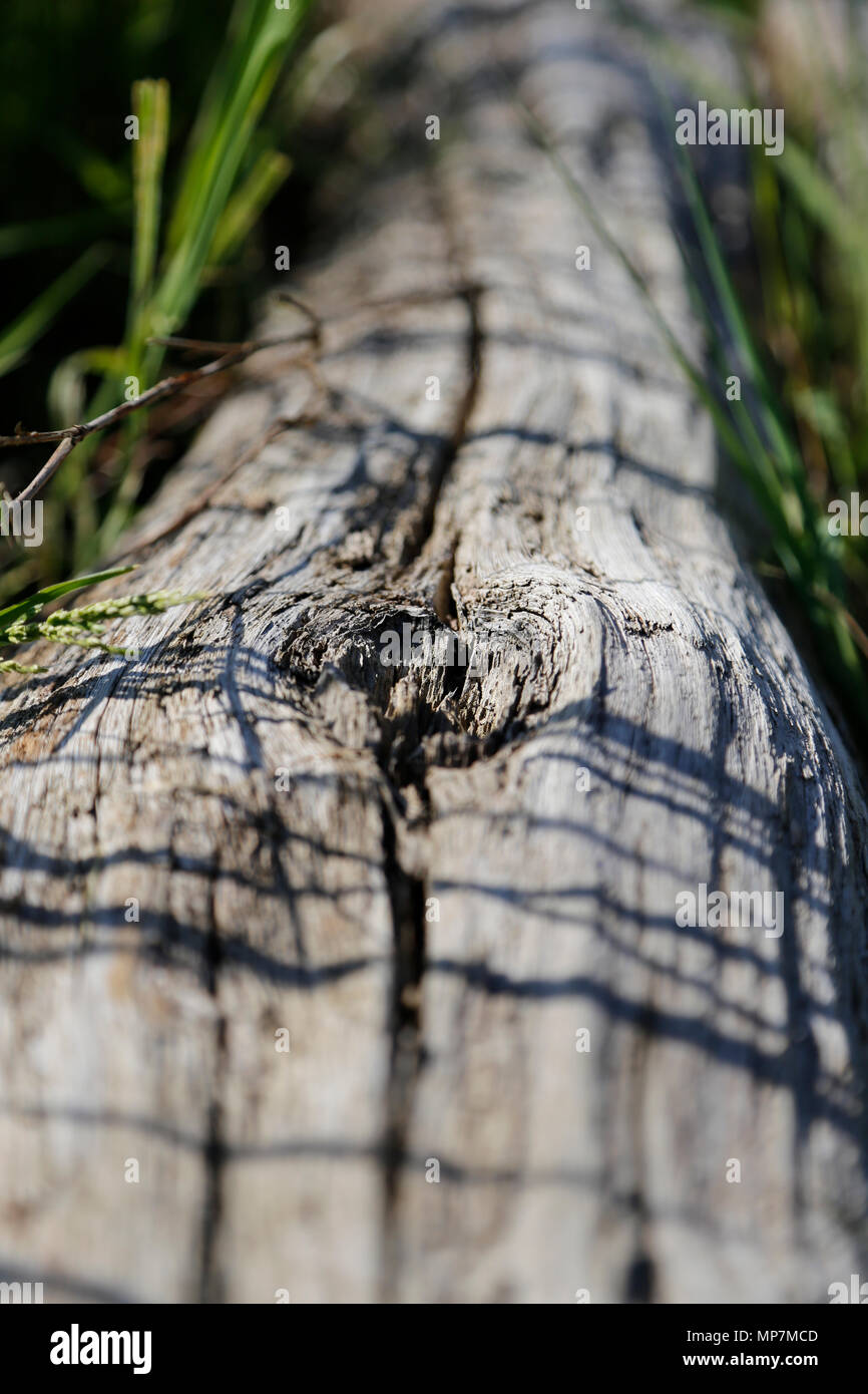 Old dry long fallen hi-res stock photography and images - Alamy