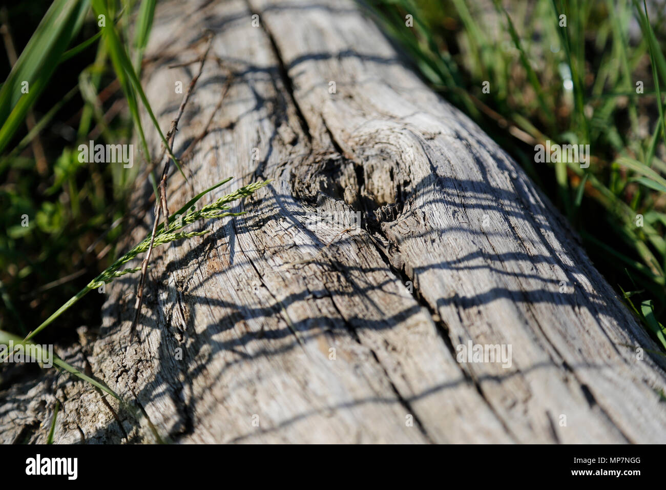 Old dry long fallen hi-res stock photography and images - Alamy