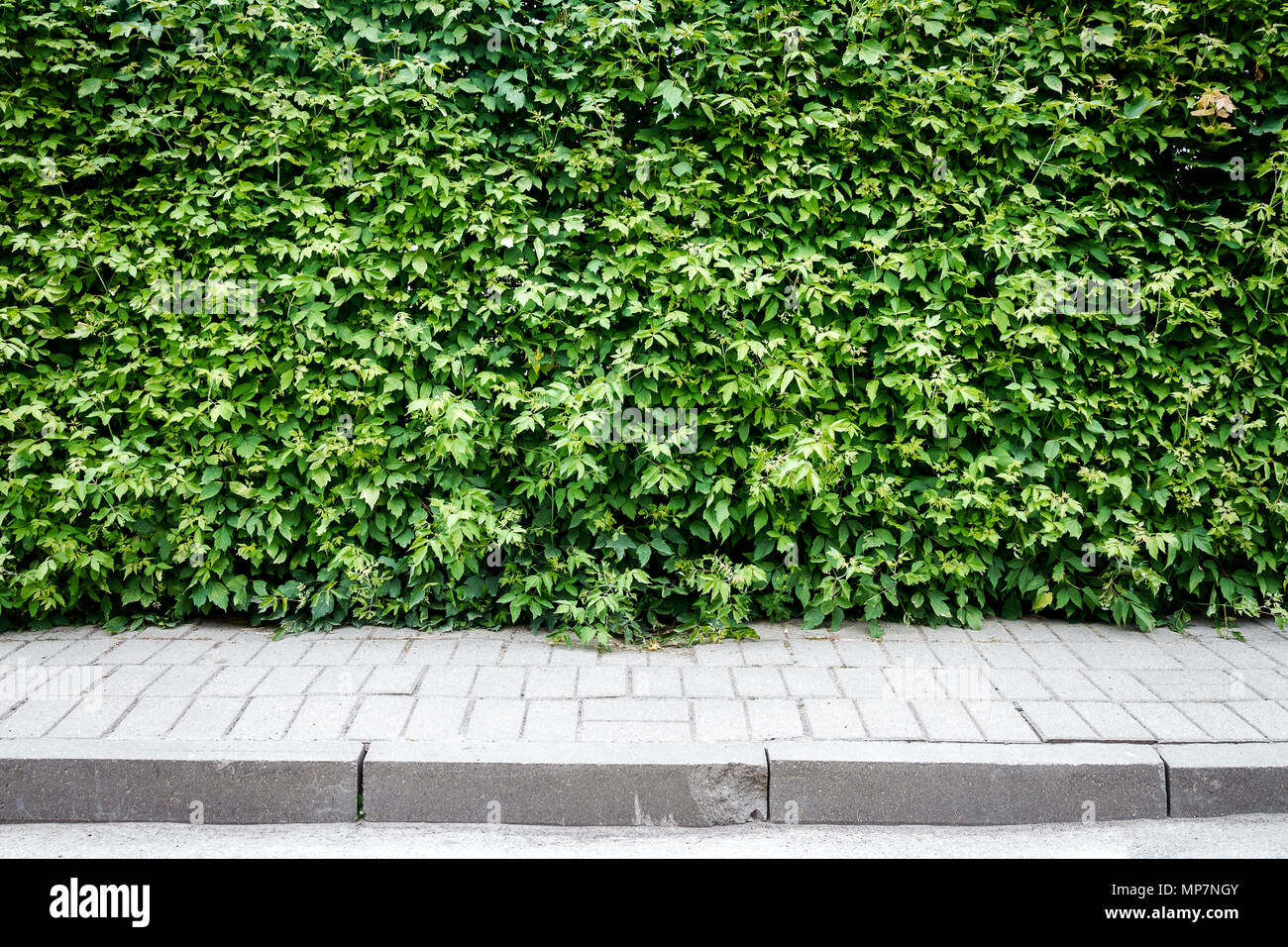 Green plant hedge with a sidewalk background Stock Photo - Alamy