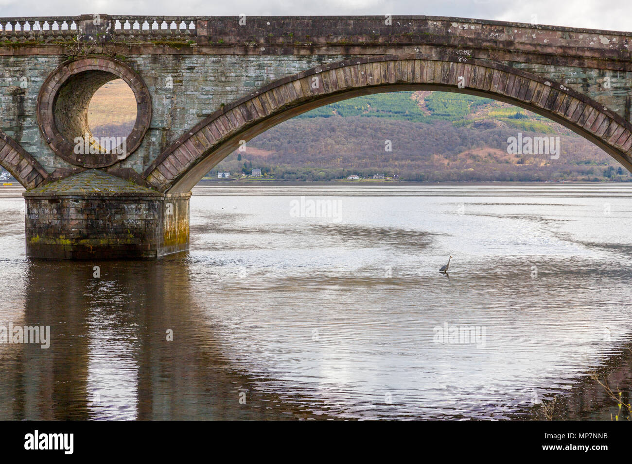 A grey heron (Ardea cinerea) patiently fishing in Loch Fyne below a ...