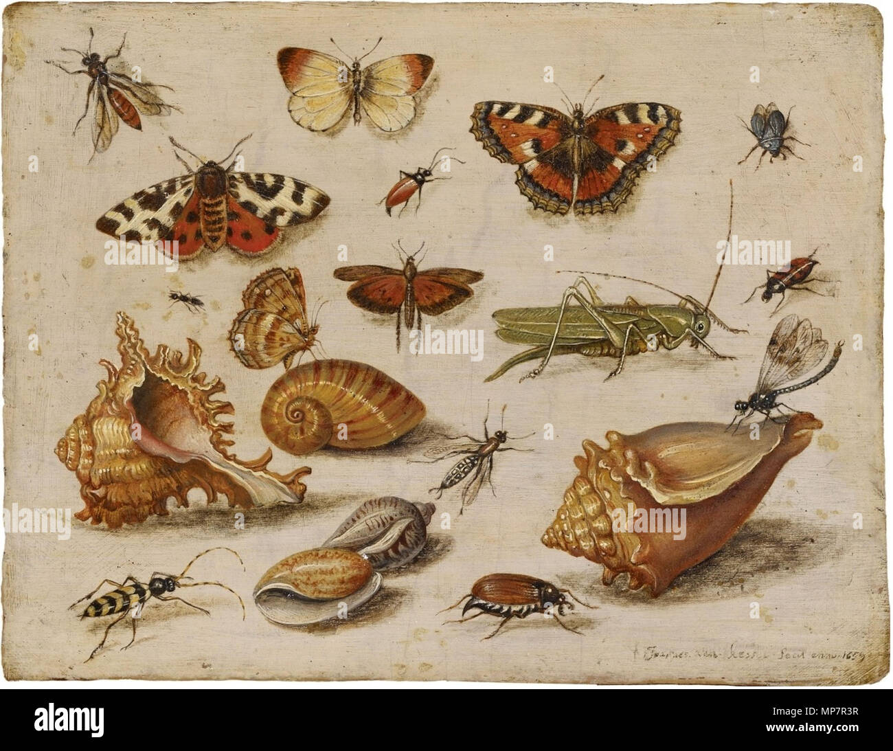 Insects, shells and butterflies 1659. 704 Jan van Kessel de Oude ...