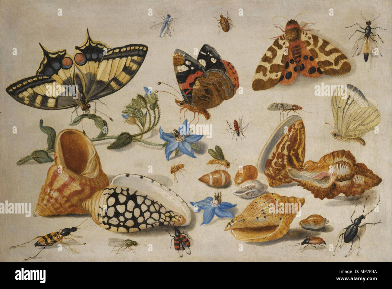 A Swallowtail (Papilio machaon), a Red Admiral (Vanessa atalanta) and ...
