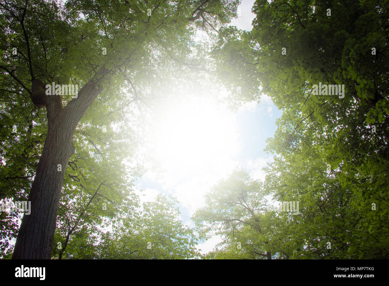 Beautiful nature at morning in misty spring forest with sun Stock Photo ...