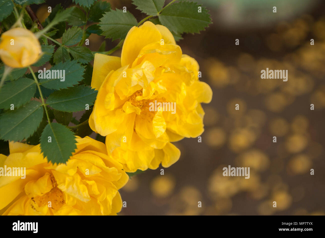 Layers of petals hi-res stock photography and images - Alamy
