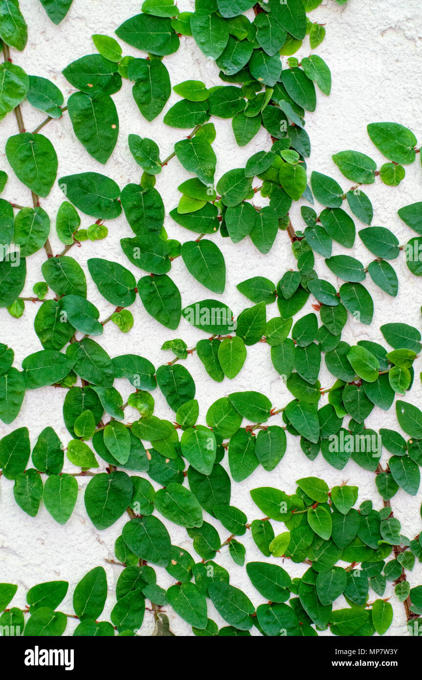 Creeping fig hi-res stock photography and images - Alamy