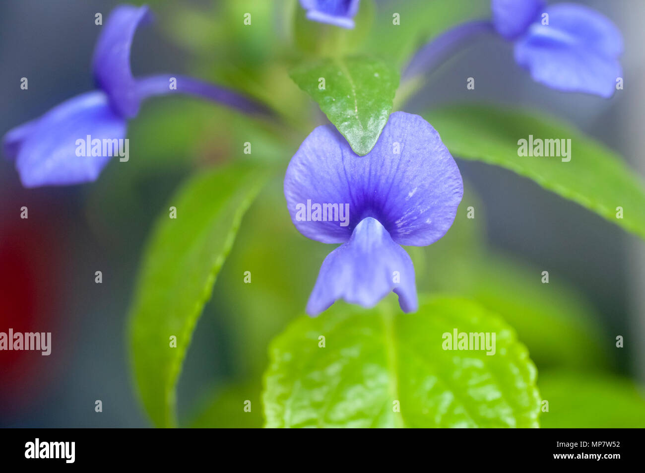 Flowering Brazilian Snapdragon or Amazon Blue (Otacanthus azureus ...