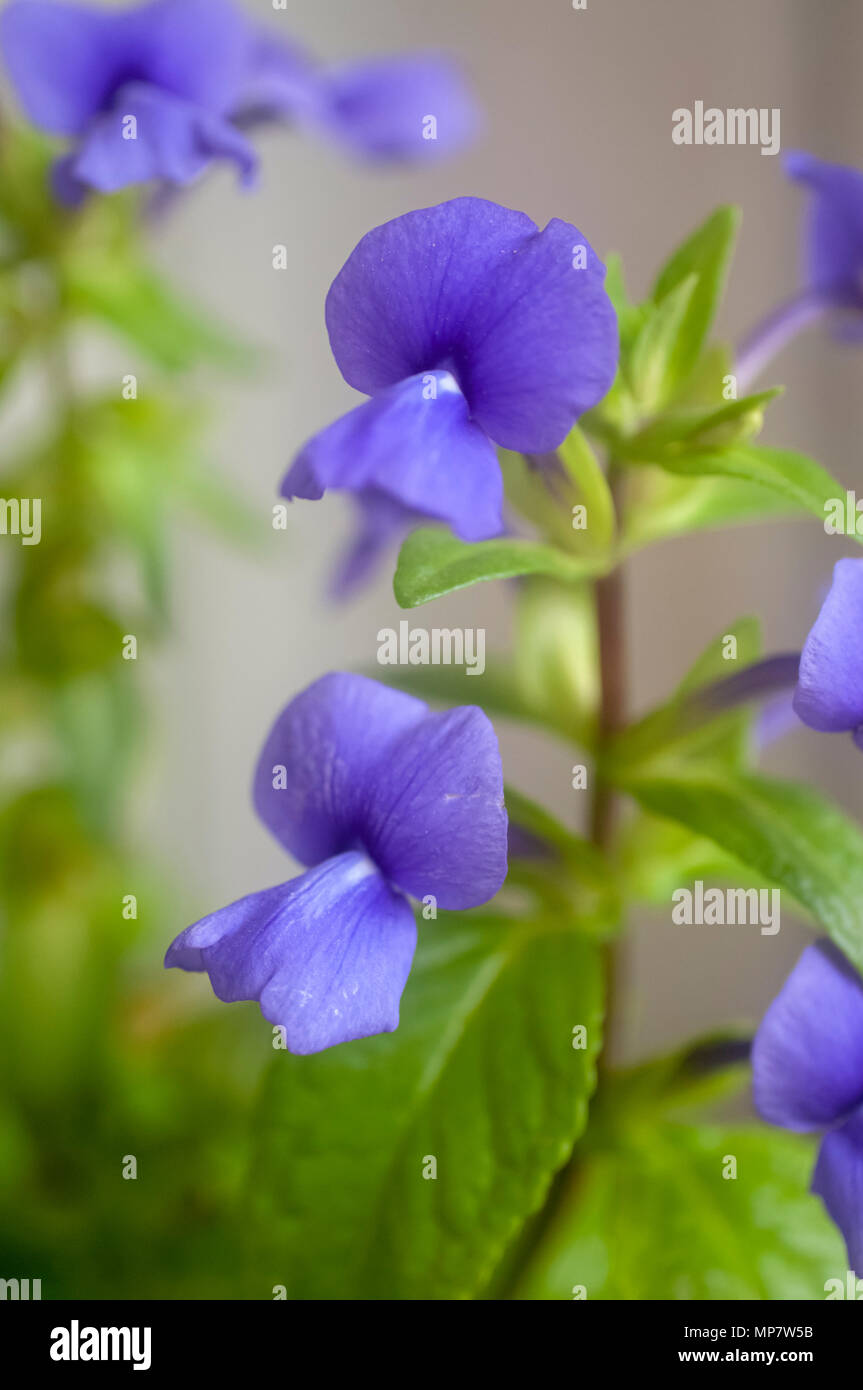 Flowering Brazilian Snapdragon or Amazon Blue (Otacanthus azureus ...