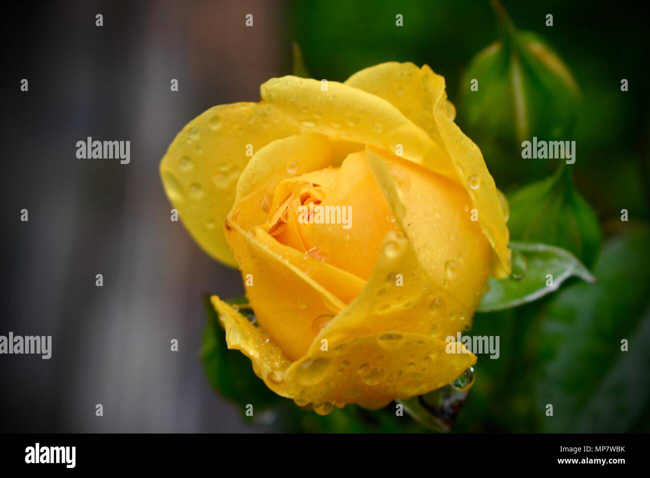 Julia child yellow rose hi-res stock photography and images - Alamy