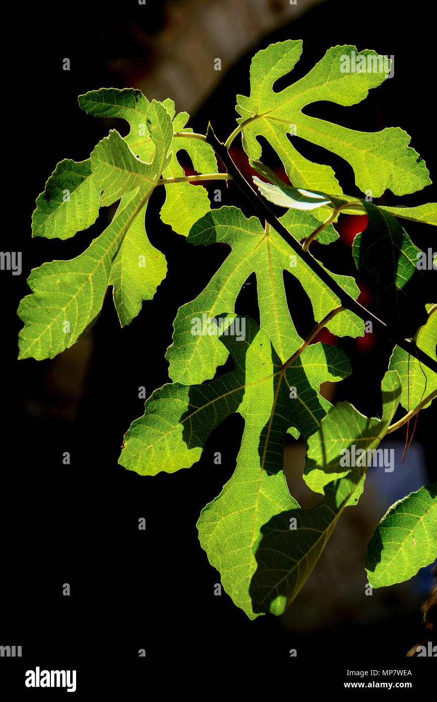 Potential growth patterns hi-res stock photography and images - Alamy