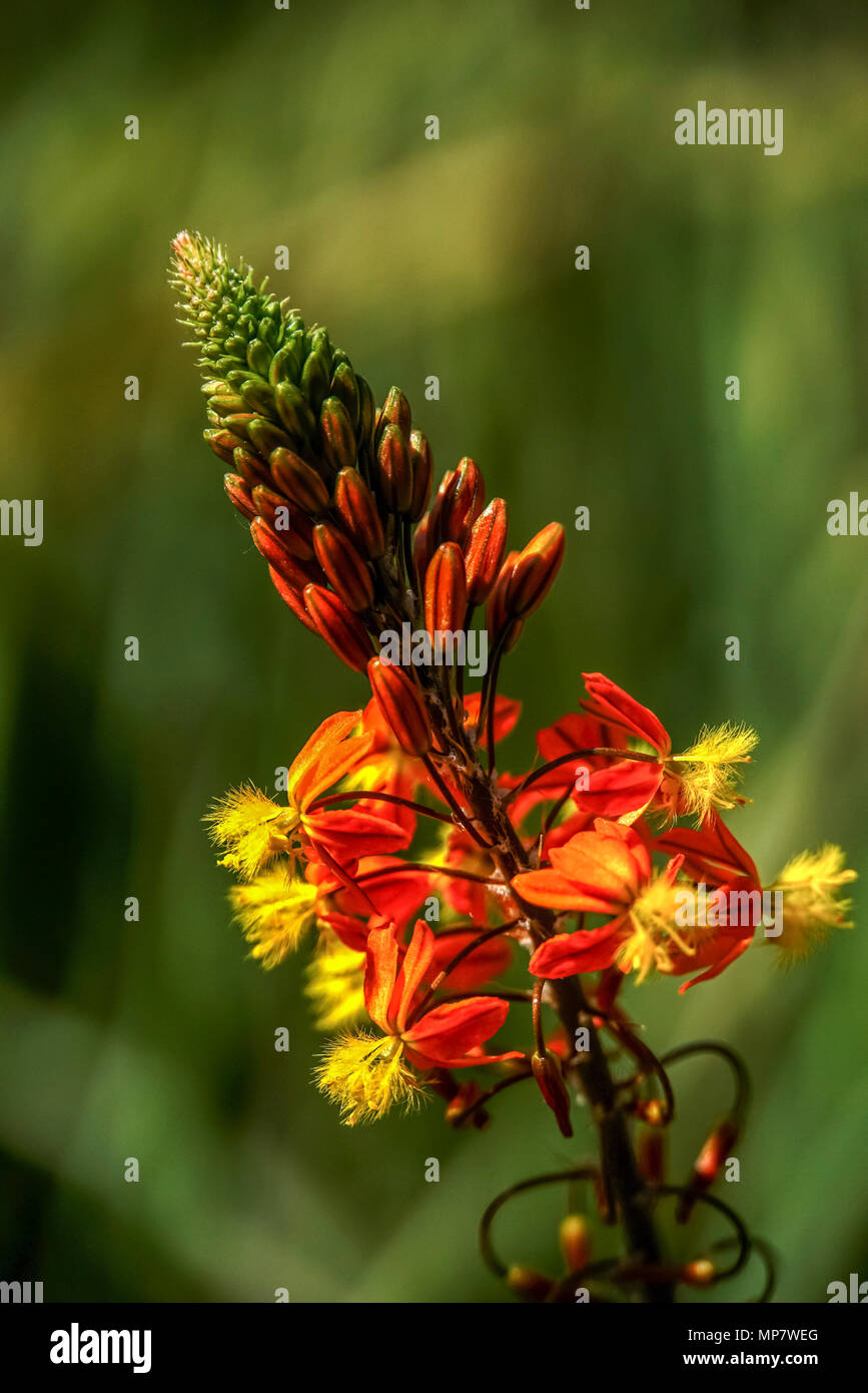 Abstract pink flower close hi-res stock photography and images - Alamy